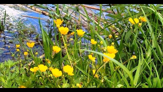 А  Толстой  Василий Шибанов #гражданскаялирика #поэты19века