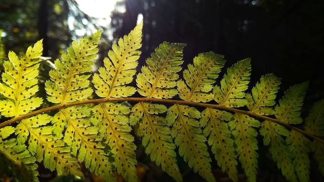 Б Пастернак  Правда  #стихиовойне #поэтыCеребряноговека