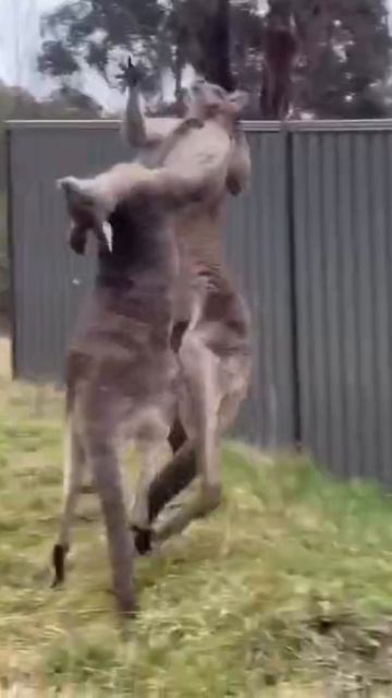 Границы по факту могут не совпадать с границами по ЕГРН и это может быть проблемой