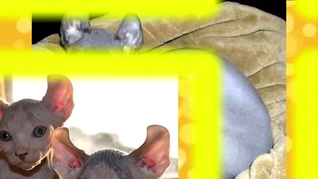 Cамые дорогие породы кошек 02