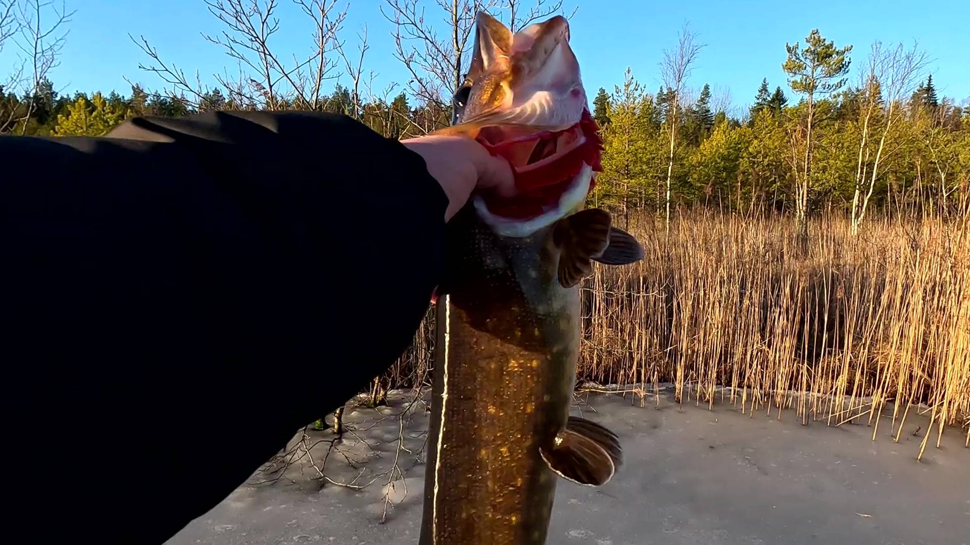 ЩУКА на жерлицы рыбалка на лесном озере.