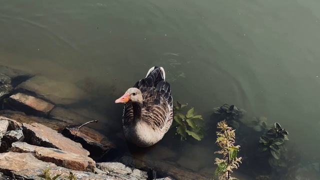 12513904_1920_1440_30fps