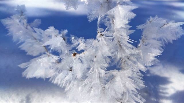 Ю  Мориц  Верба милая, серебряный пушок #стихиовербномвоскресенье #современнаяпоэзия