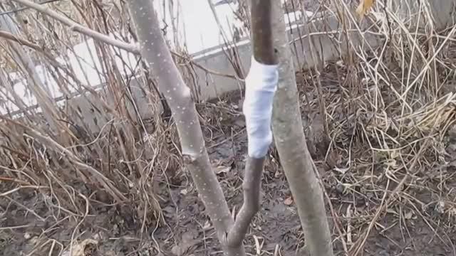 Прививка груши весной