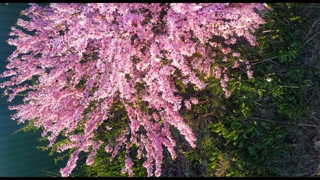 А Фет  Я пришёл к тебе с приветом #стихи #олюбви #лирика19века