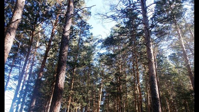 В  Тредиаковский  Стихи похвальные России  #стихиоРоссии #поэты18века