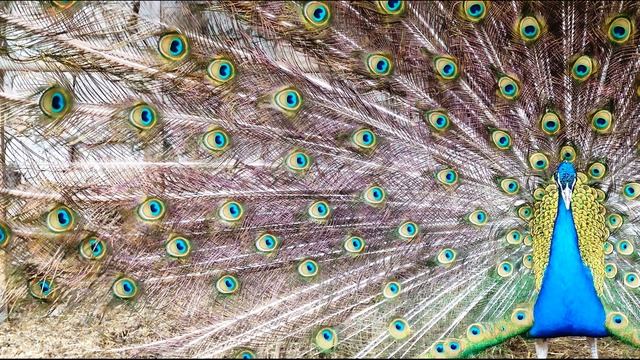 Басня Эзопа.  Лев и Мышь #стихиомудрости #лирикадревнейгреции