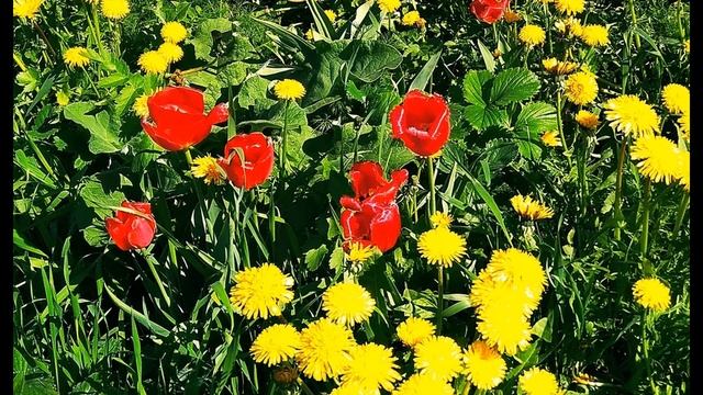 Данте Алигьери.  Спрошу у женщин, смыслящих в любви #стихиолюбви#зарубежнаялитература