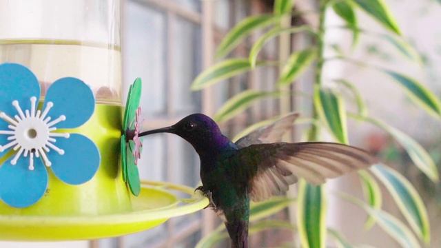 12119664_1920_1080_30fps