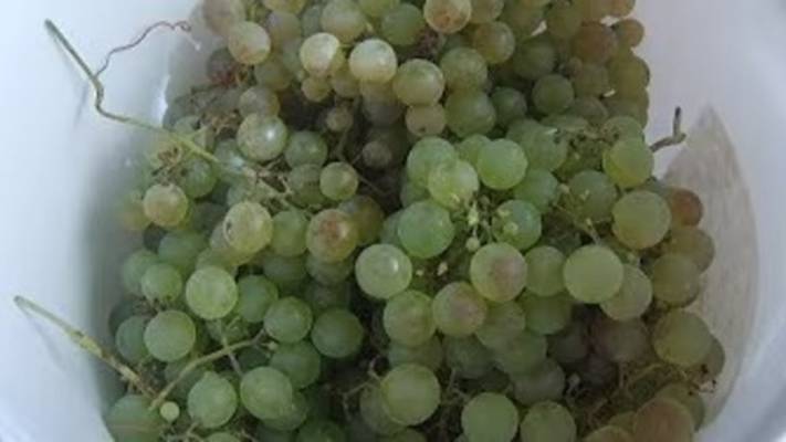 Виноградный сок. Маринкины творинки