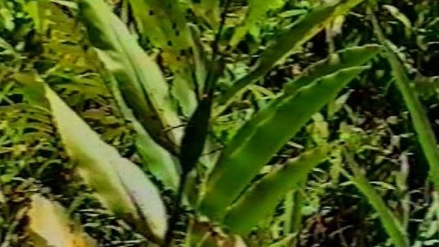 1997 г._Поющий папуас (Новая Гвинея