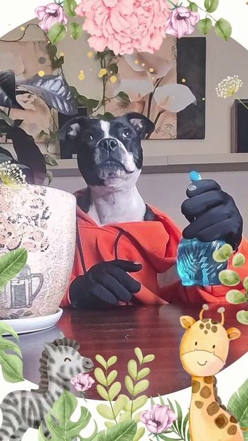 Весело поливаем цветы 🌼 #стаффи #собака #цветок #полив #смешное #листья #детские #растения