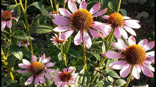 Игорь Северянин  Будь спокойна #стихиолюбви  #поэтыCеребряноговека