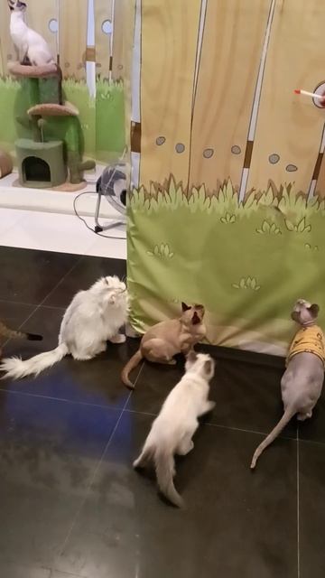 Для хорошего настроения. Видео с котиками 😹😻 ч.2