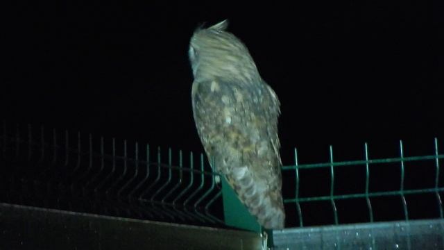 Сова малая болотная