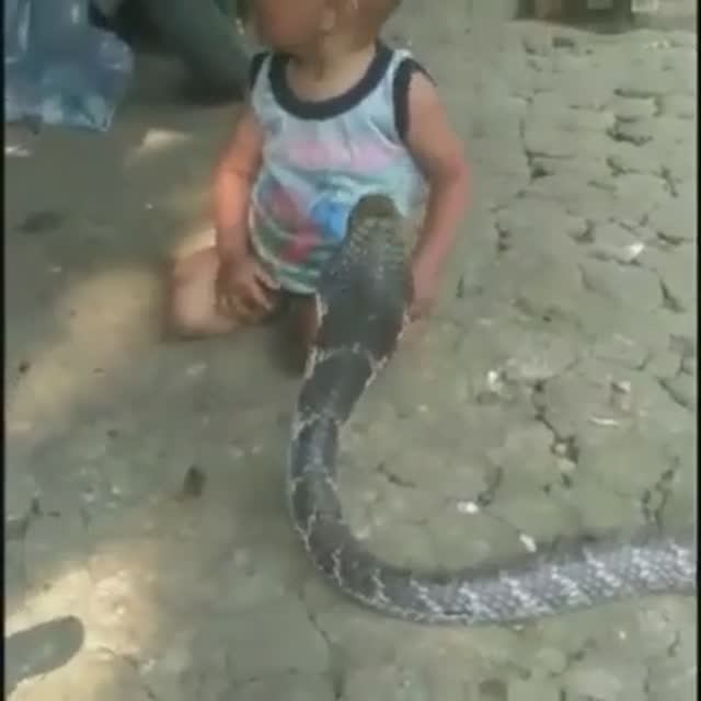 Ручная кобра