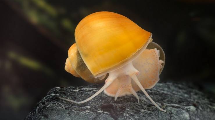 Аквариум для начинающих Улитки ампулярии. Размножение ампулярий, уход.