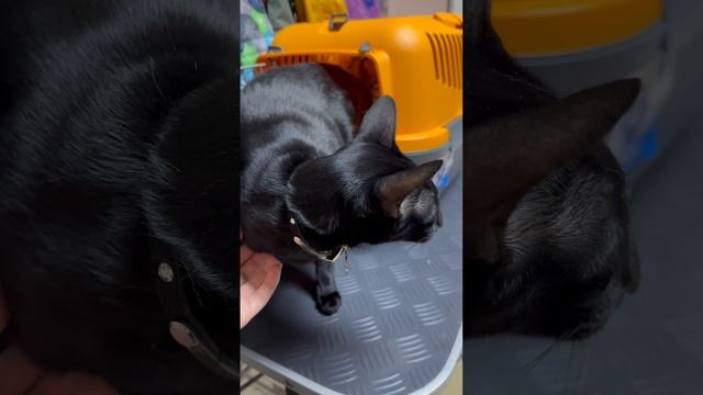 Груминг котов в ДНР