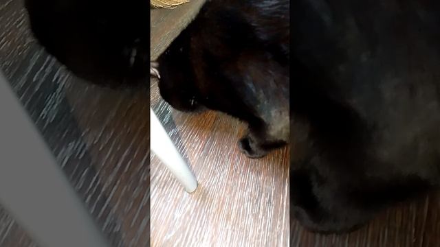 Шок-контент. "Неожиданные гастрономические предпочтения пушистой звезды и ее мужа!"