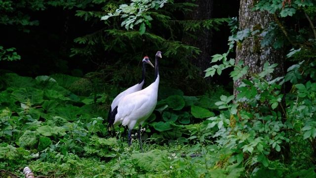 12049488_3840_2160_30fps