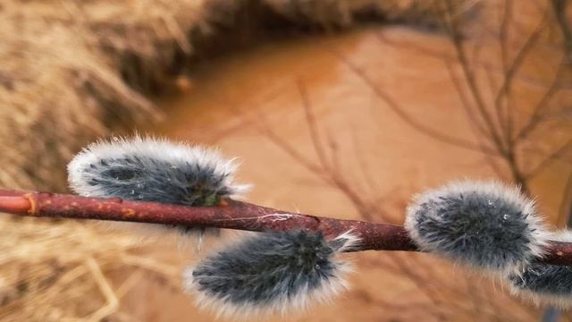 Б Слуцкий  Счастье   это круг #стихиосчастье #поэты20века #поэтысоветскогоандеграунда