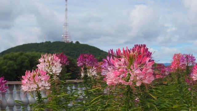 Лея Гольдберг   Если тьму своих страхов #еврейскаялирика #стихиолюбви