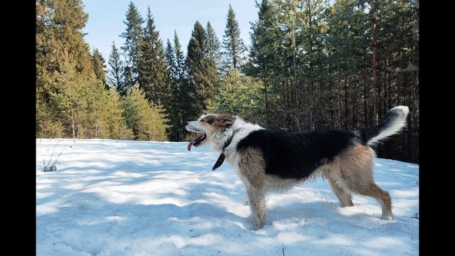 А  Пушкин  Зима! Крестьянин, торжествуя  #стихиозиме #поэты19века