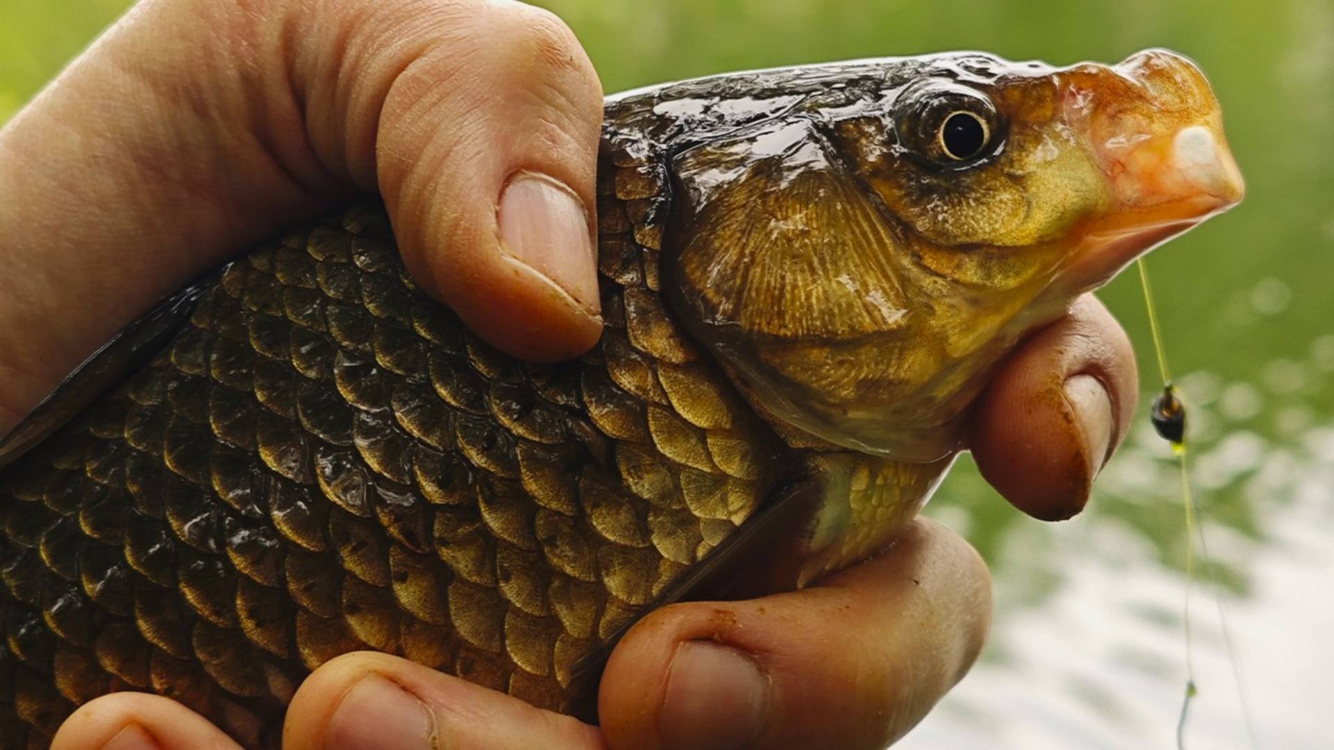 4,5 метра удовольствия. Отменный карась