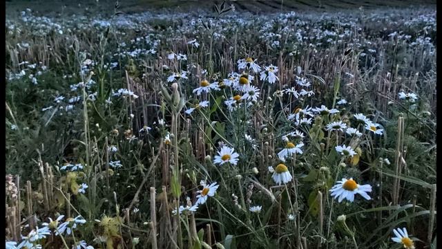 Катулл  Перевод Б Кригера  Бедный Катулл, перестань быть глупцом #стихиолюбви#зарубежнаялитература