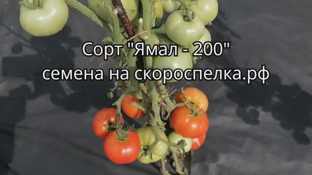 Томат "Ямал 200" урожайный с дружным созреванием плодов Завязывает их при пониженных температурах