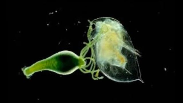 Невероятные способности гидры