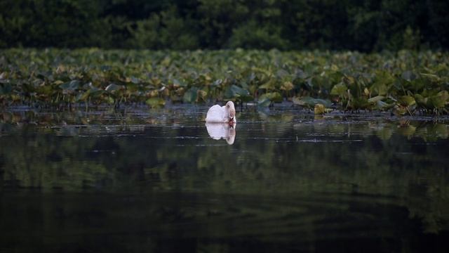 12178910_1920_1080_30fps