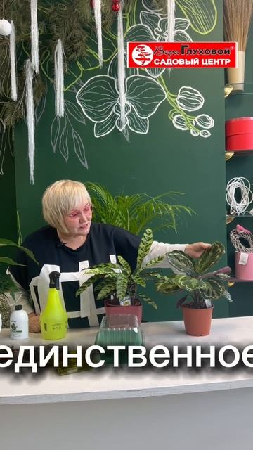 Теневыносливые красавицы Калатея и Аглаонема