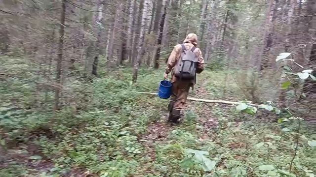 Мы в лесу 3.08.24.