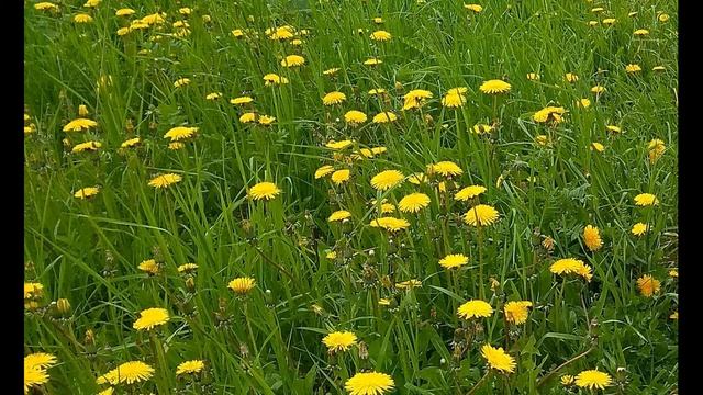 Д Самойлов  Жаль мне тех, кто умирает дома #стихиовойне #философскаялирика#поэты20века