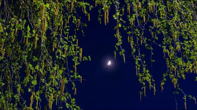 А  Фет  Ещё майская ночь #стихиовесне #поэты19века