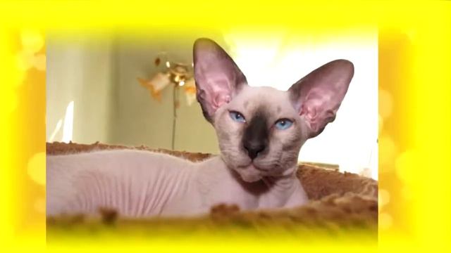 Cамые дорогие породы кошек 06