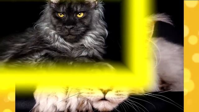 Cамые дорогие породы кошек 04