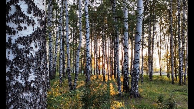 Блажен муж    Псалом 1  Псалом Давида  Псалтирь  #Псалтирь