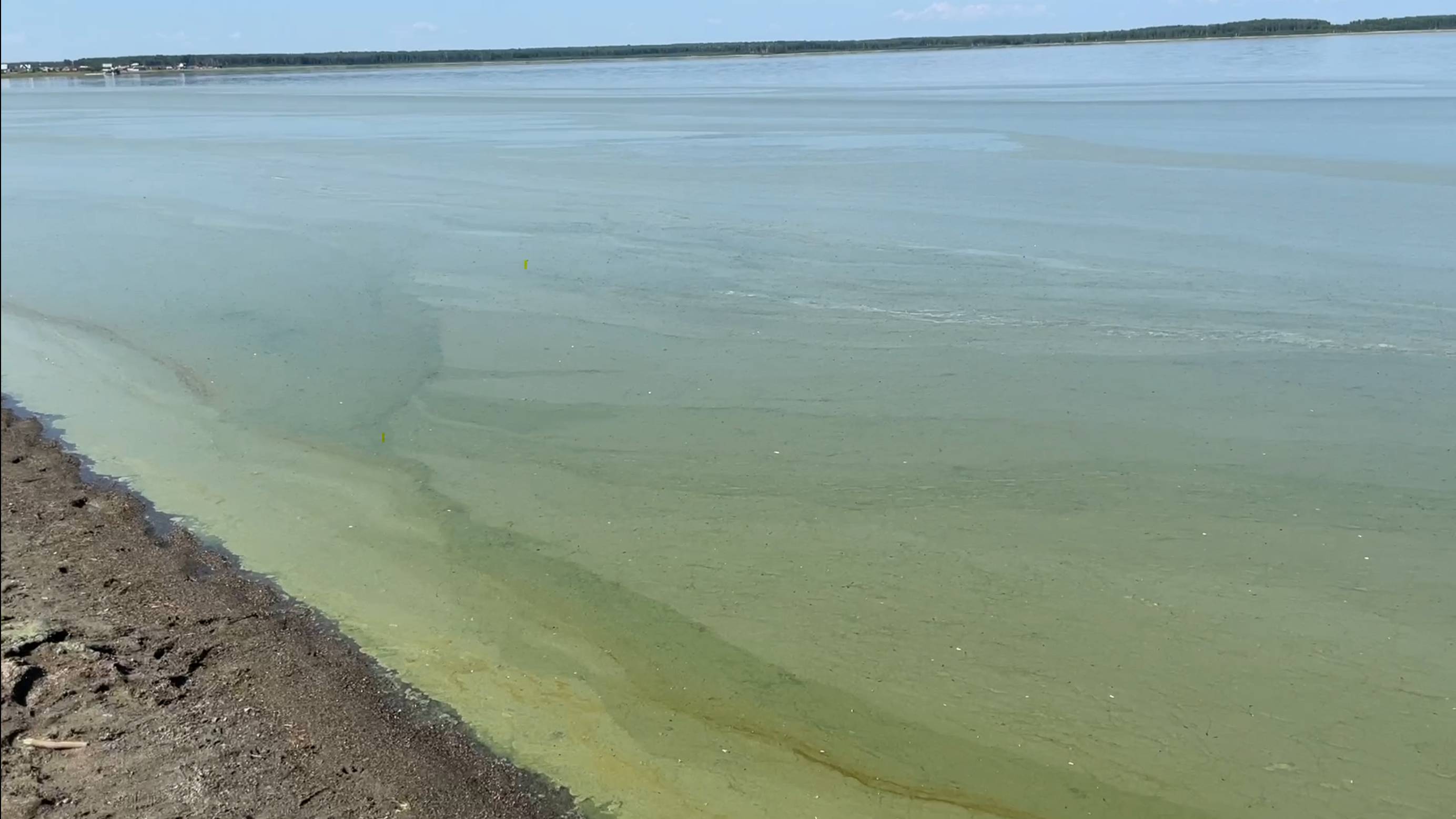 Цветение озера Курги 2022