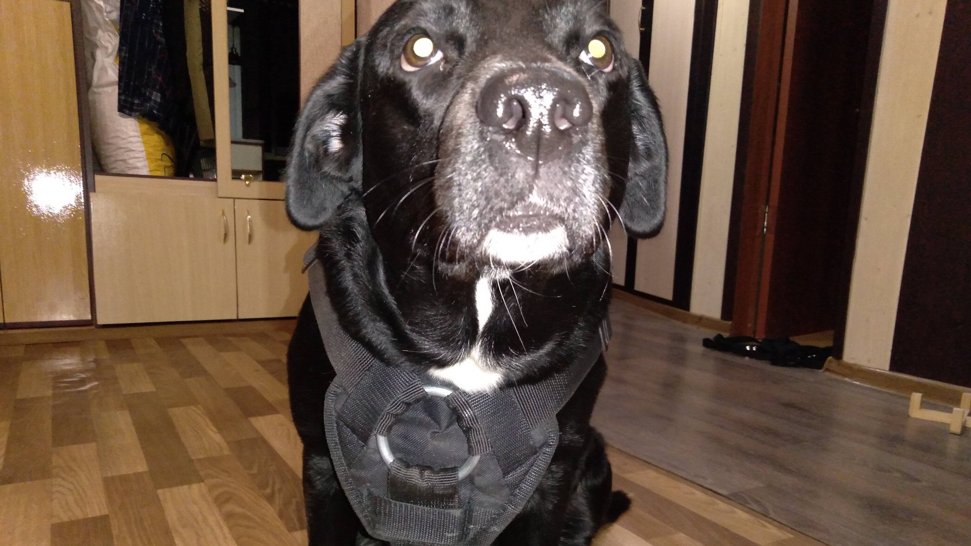 Лу́на идет на вечернюю прогулку