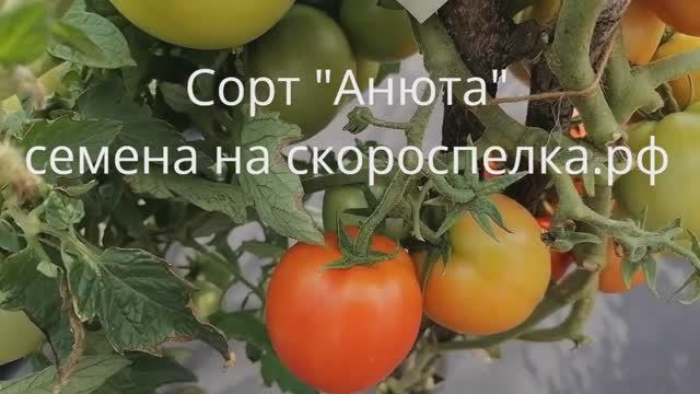 "Анюта" урожайный скороспелый сорт томата Российской селекции Семена у нас