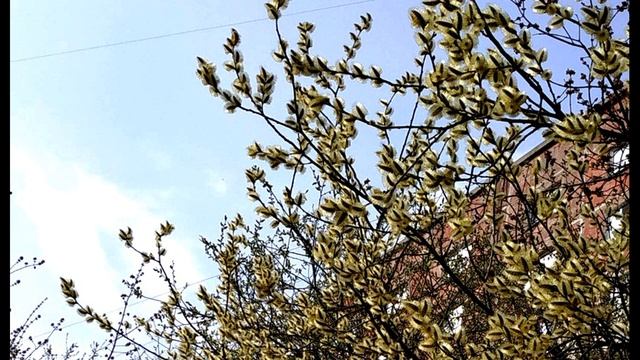 А  Фет  Уж верба вся пушистая #стихиовербномвоскресенье #поэты19века