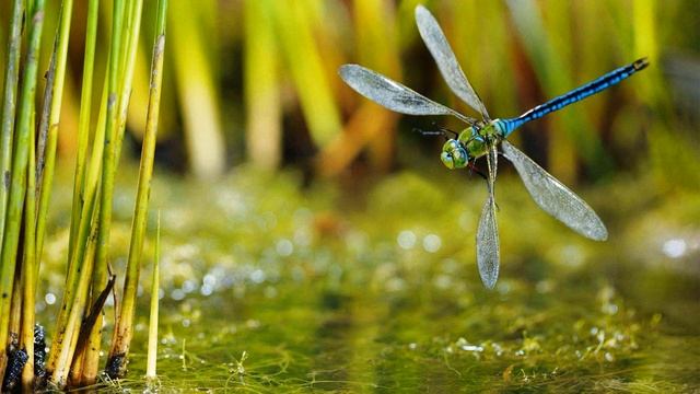 А  Толстой  Где гнутся над омутом лозы #стихиоприроде #стихидлядетей #поэты19века