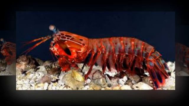 Невероятные способности рака-богомола