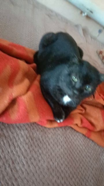 Отец семейства,, МУРЗИК,,. Старенький, но преданный и верный ❤️