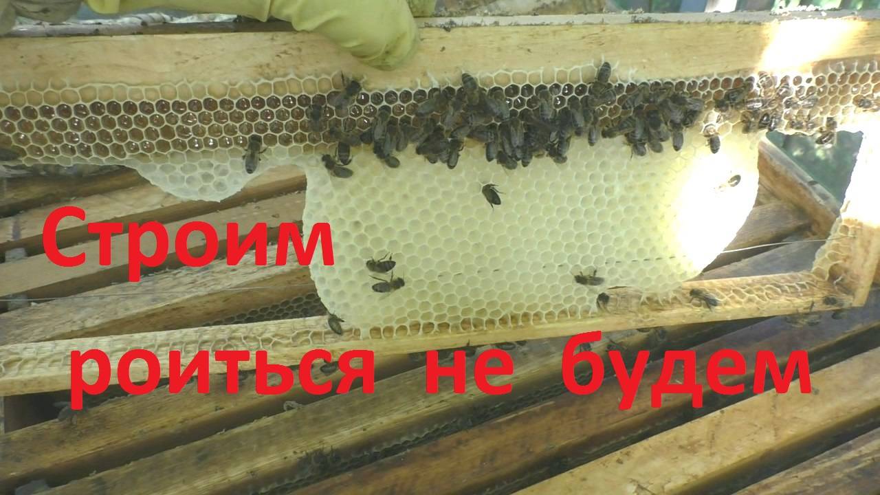 Проверяем семьи пчел на роение