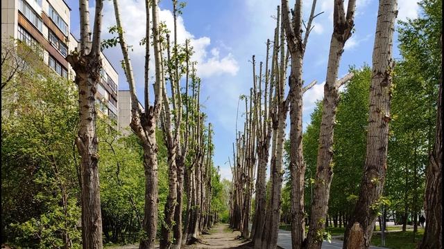 С Михалков  Прививка #стихиодетях#поэты20века