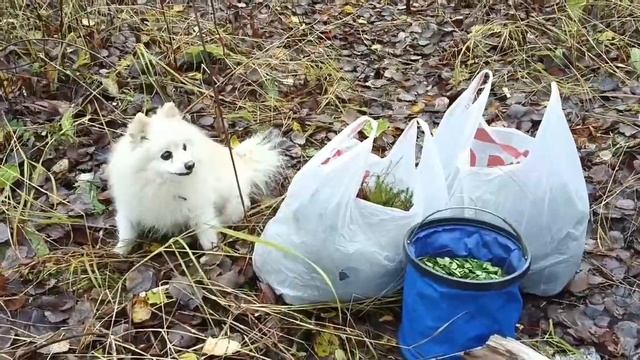 За брусничным листом.