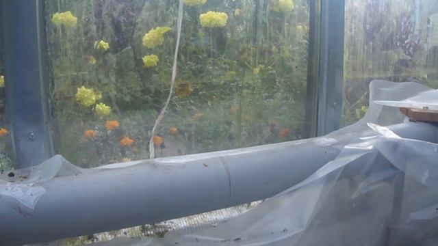 В теплице лопаются стеклопакеты.Рассказываю в чем было дело.